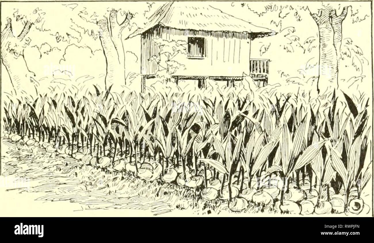 Elements of Philippine agriculture (1908 Stock Photo - Alamy