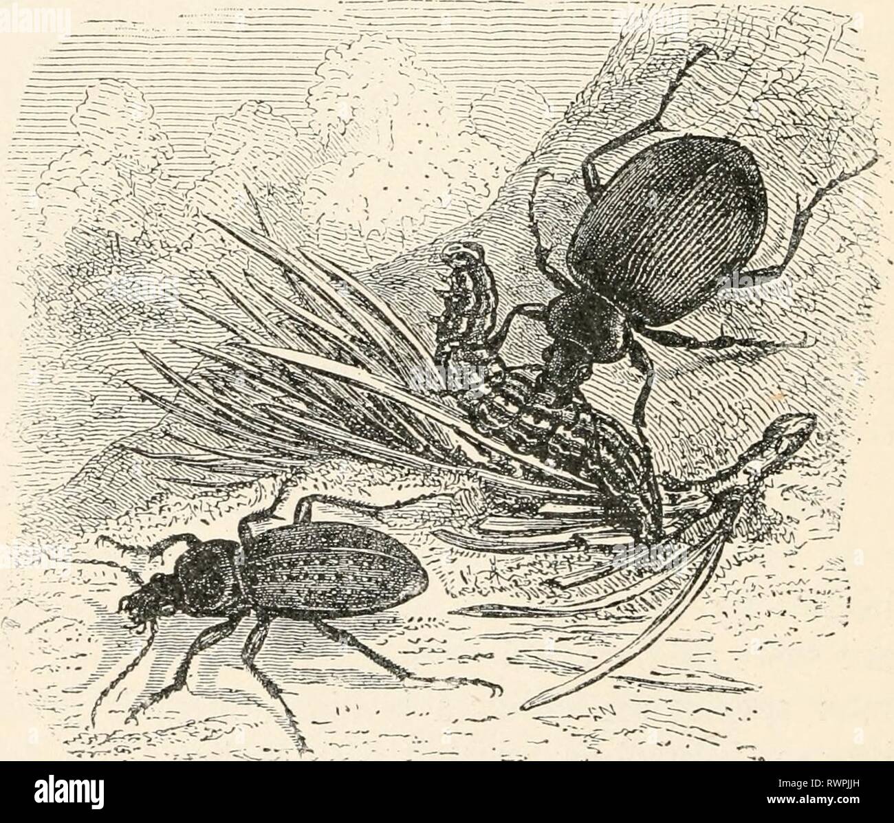 Calosoma sp hi-res stock photography and images - Alamy