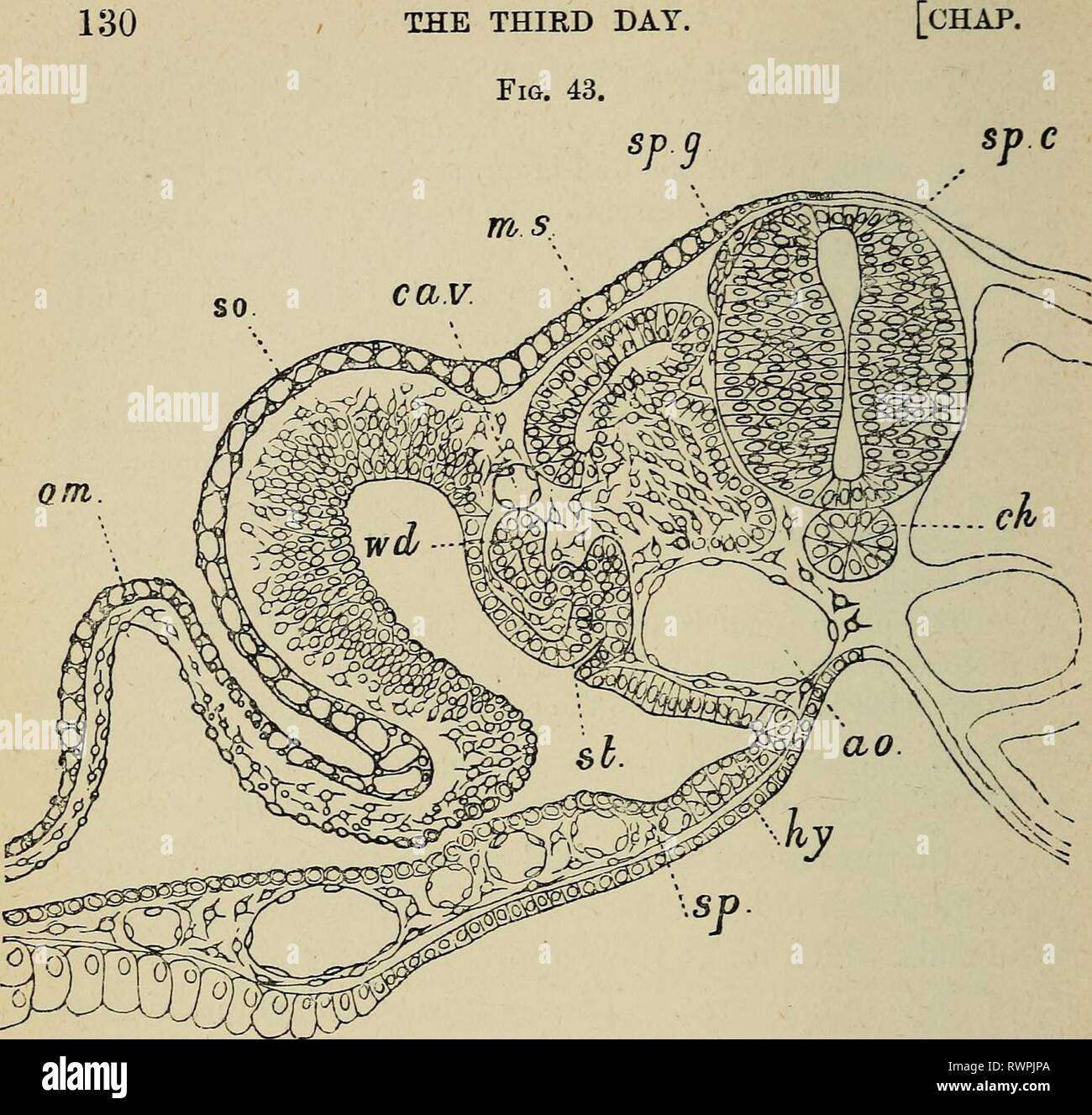 The elements of embryology (1883 Stock Photo - Alamy