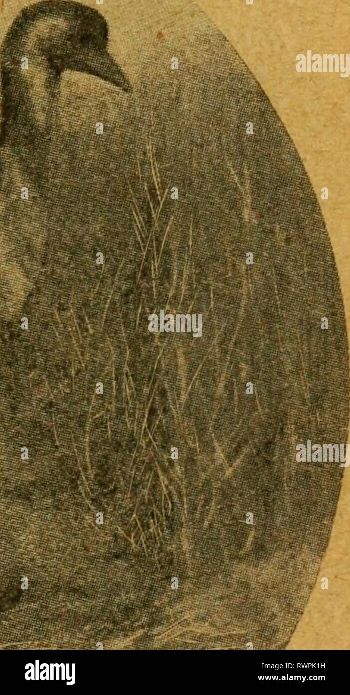 The Emu official organ Stock Photo - Alamy