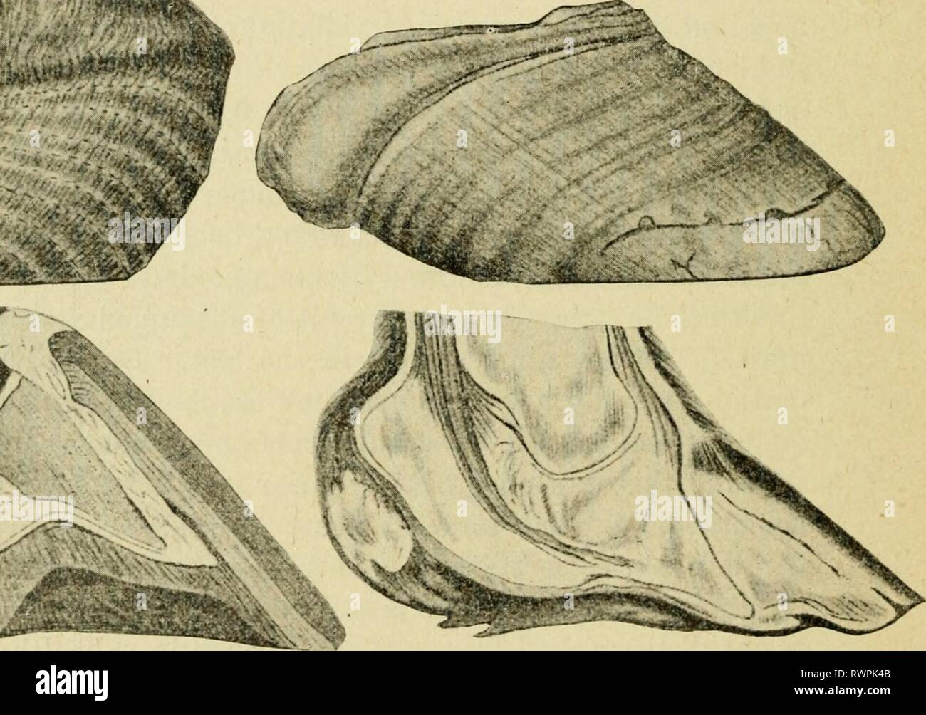 Elements of hippology (1908 Stock Photo - Alamy