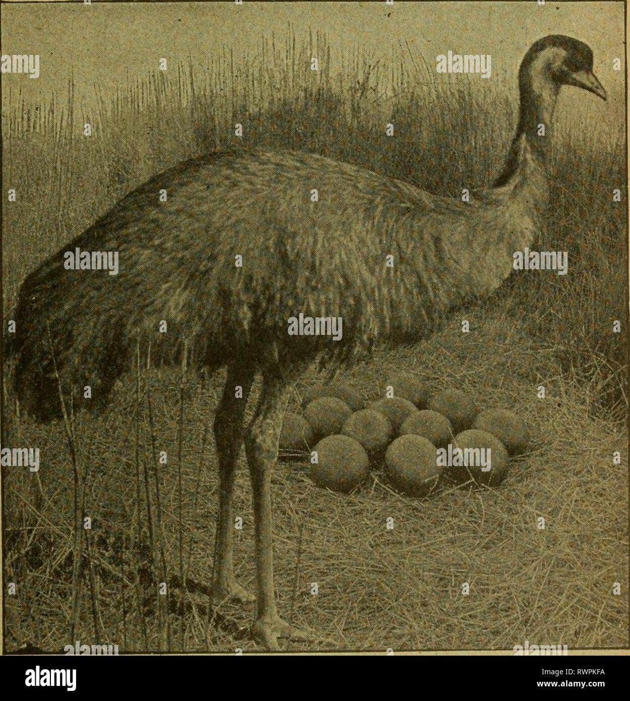 The Emu official organ Stock Photo - Alamy