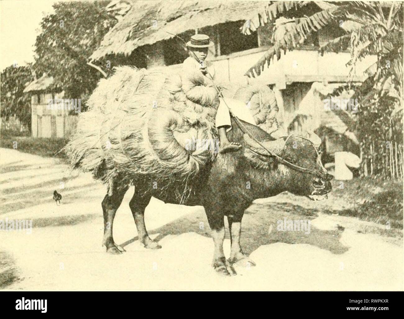 Elements of Philippine agriculture (1908 Stock Photo - Alamy