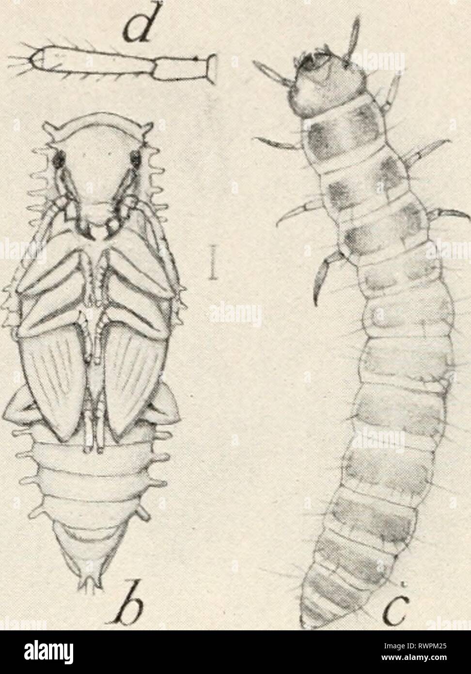 Saw toothed grain beetle hi-res stock photography and images - Alamy