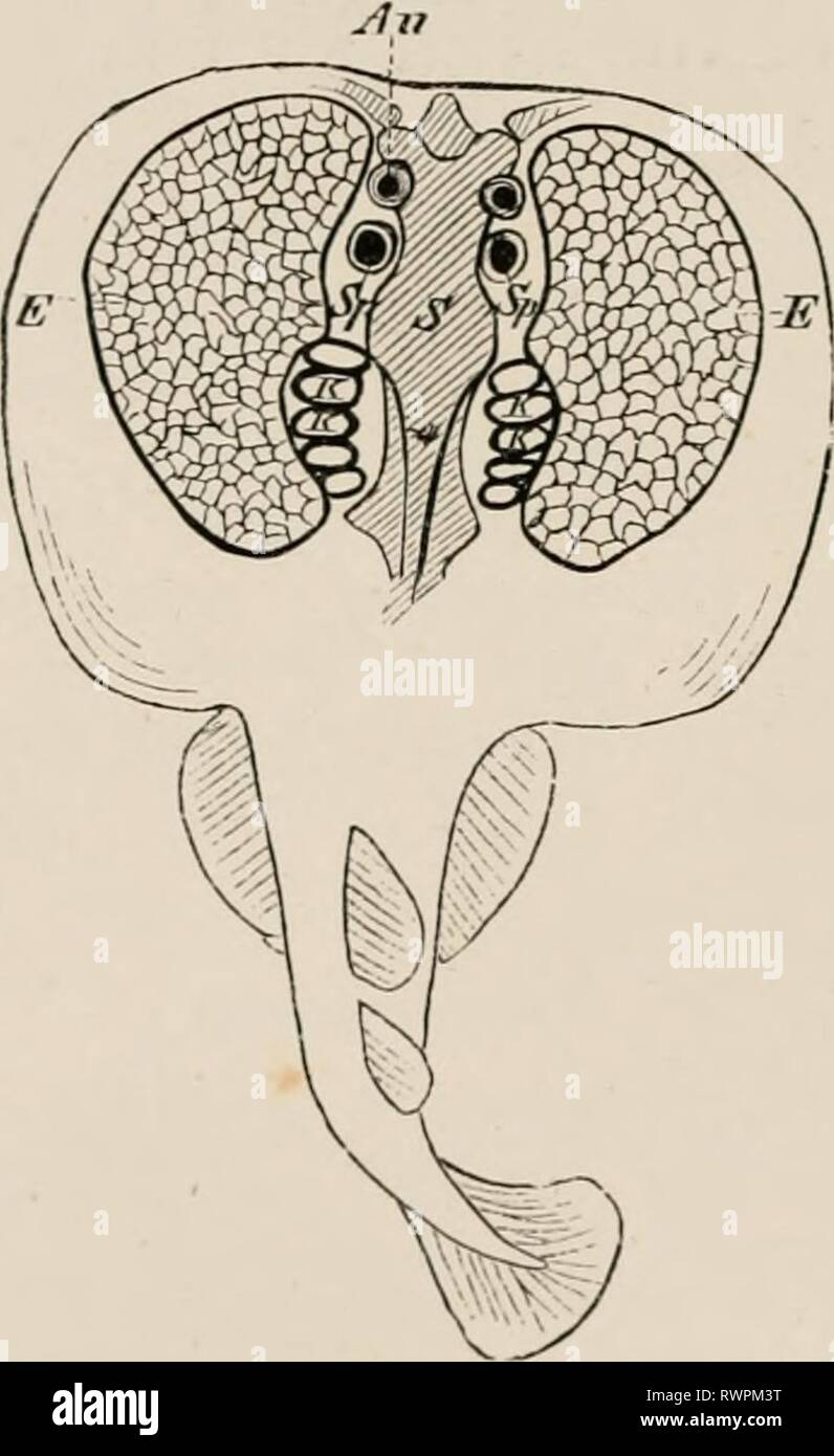 Anatomy Of Electric Eel High Resolution Stock Photography and Images ...