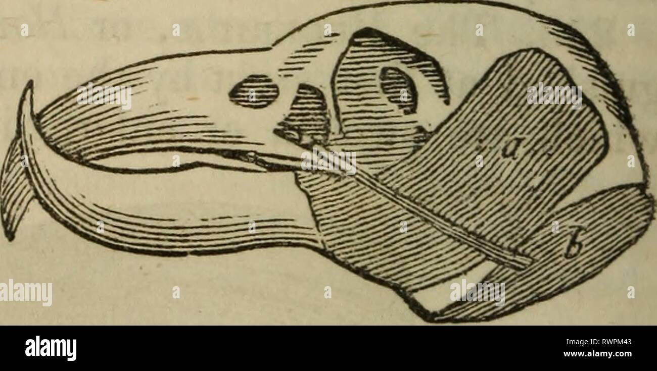 Elements of zoology, or, Natural Stock Photo - Alamy