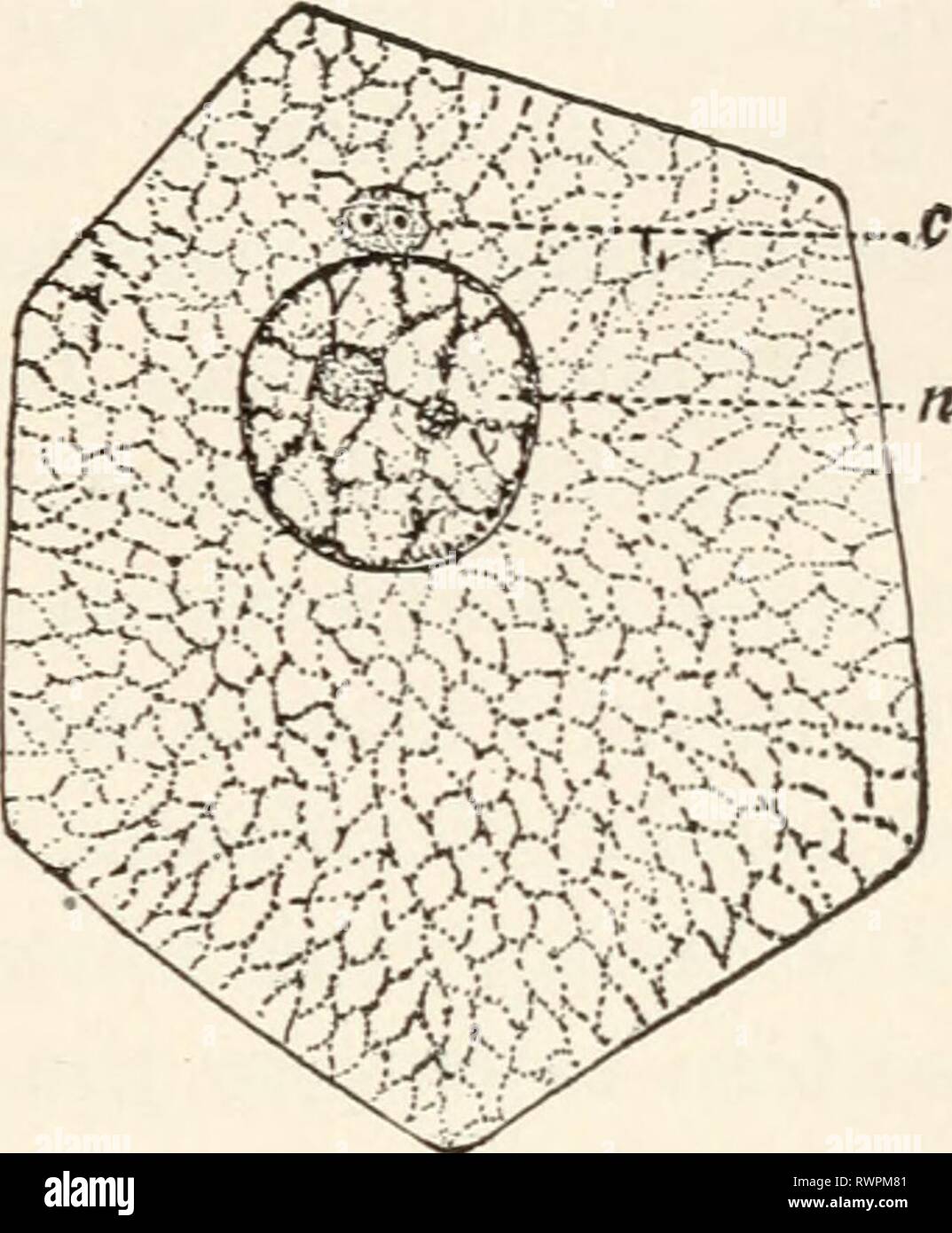 Comparative microscope image hi-res stock photography and images - Alamy