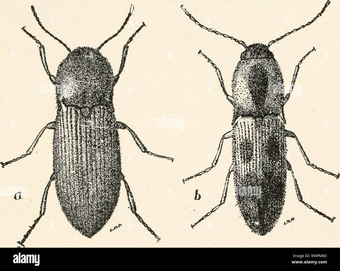 Elementary entomology ([c1912]) Elementary entomology ...
