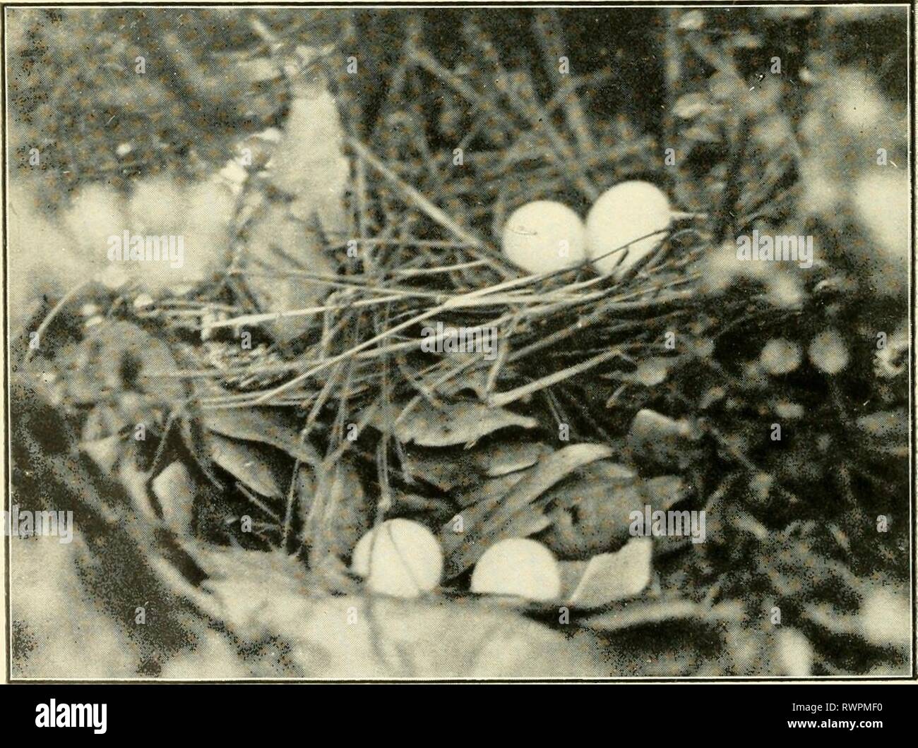 The Emu official organ Stock Photo - Alamy