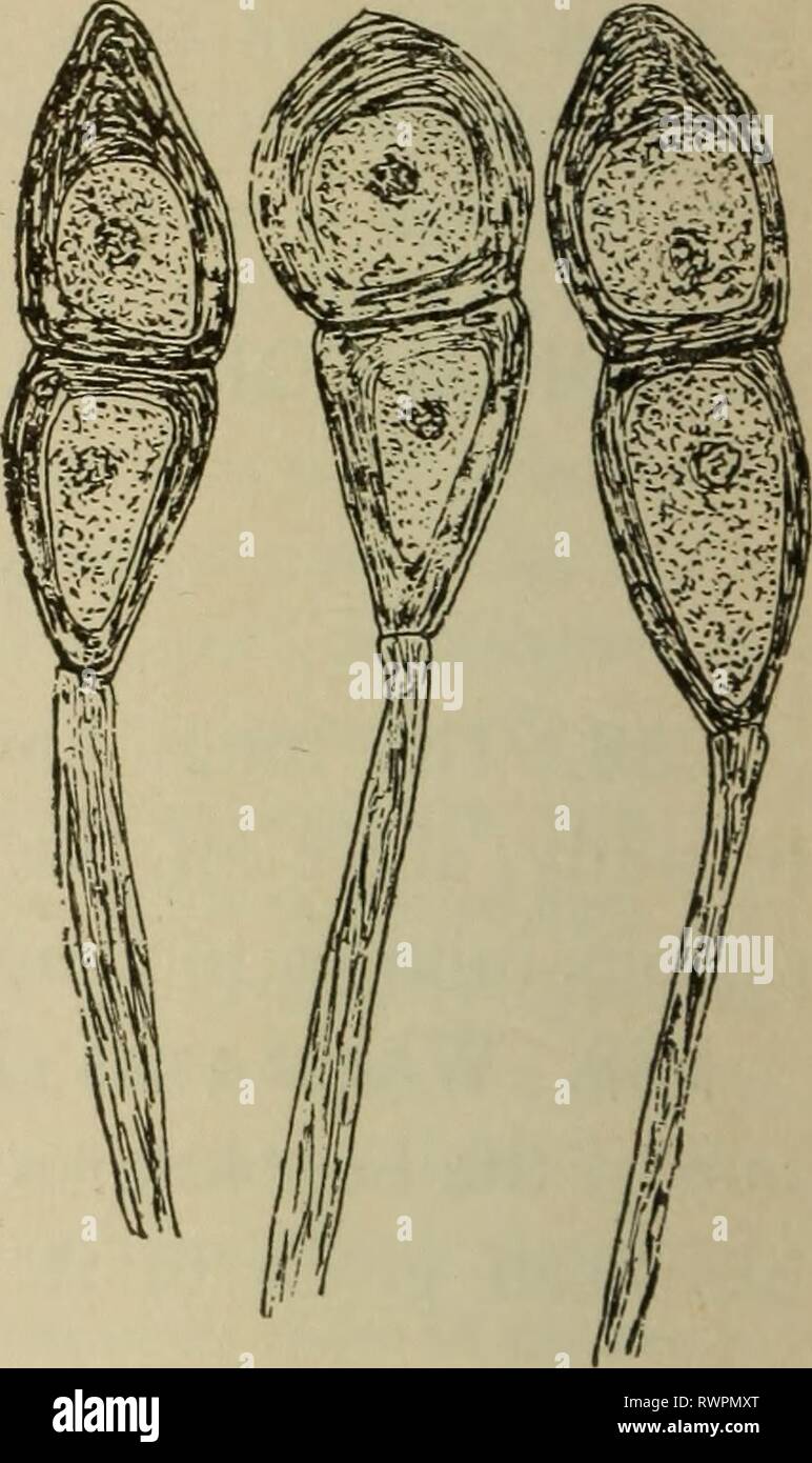 Elementary botany (1898 Stock Photo - Alamy