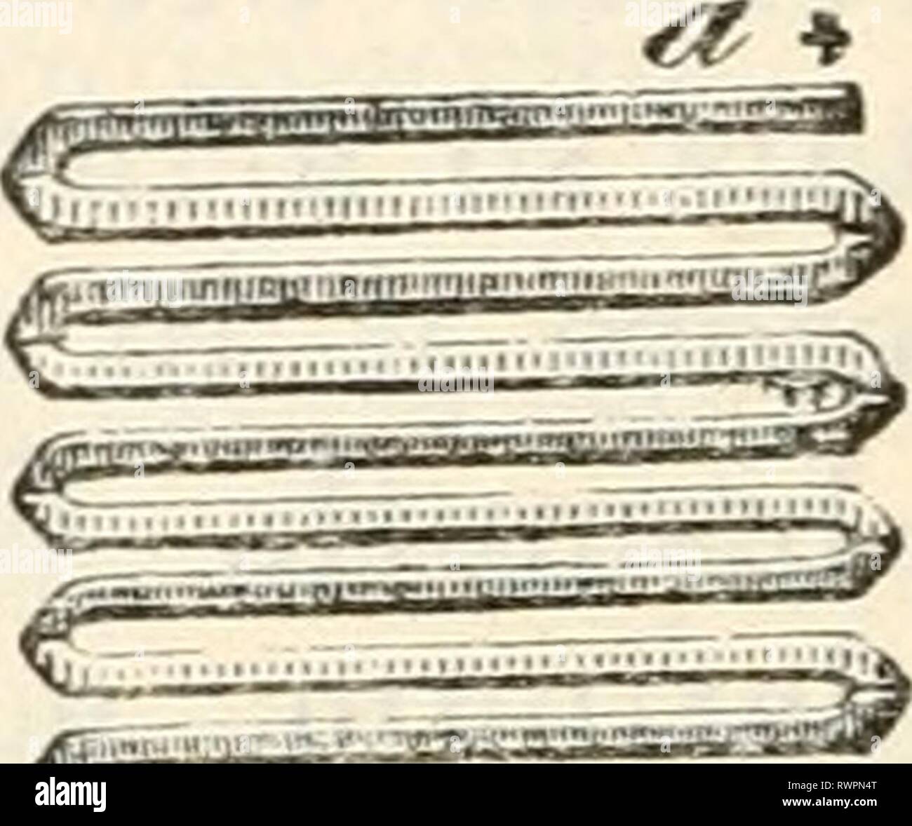 The elements of physiological physics Stock Photo - Alamy