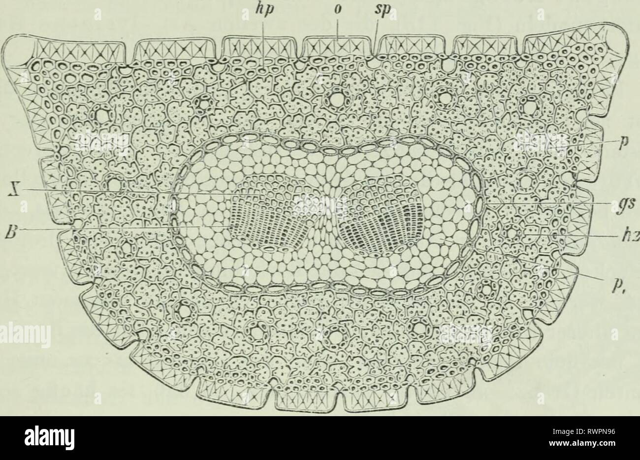 Elemente der wissenschaftlichen Botanik (1906 Stock Photo - Alamy