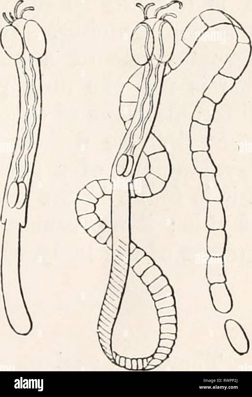 Platyhelminthes Cestoda