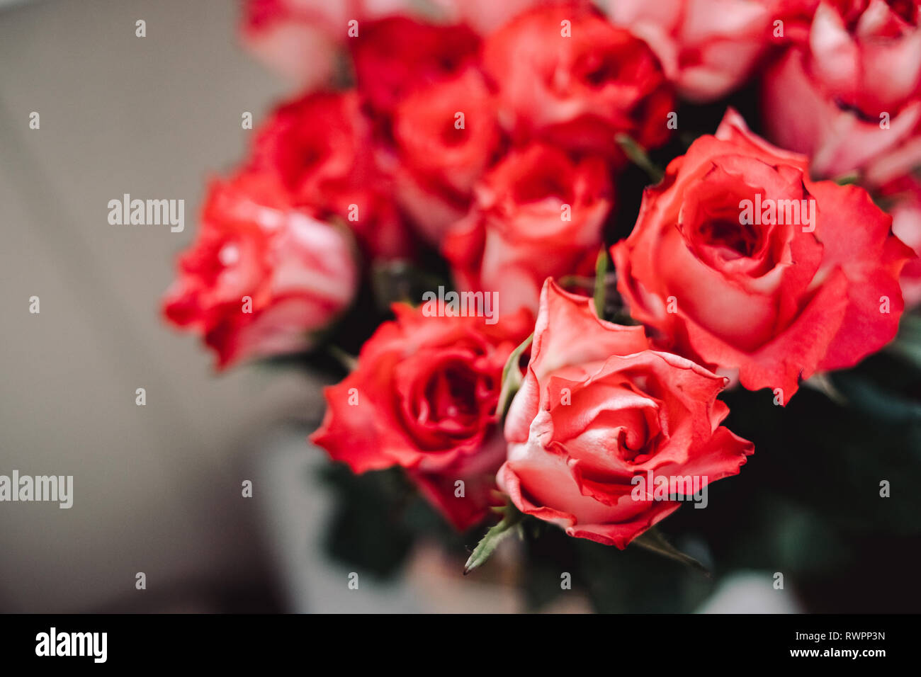 Floral background of blooming roses, Living coral color - color of the ...