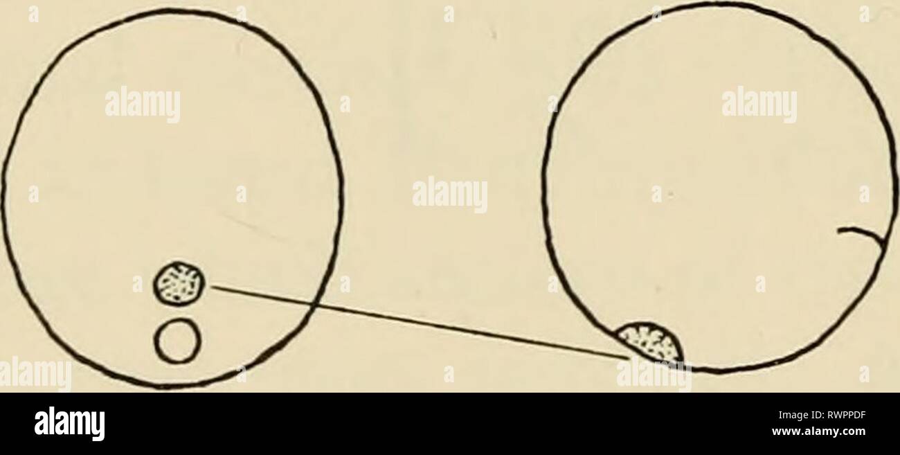 The elements of experimental embryology Stock Photo - Alamy
