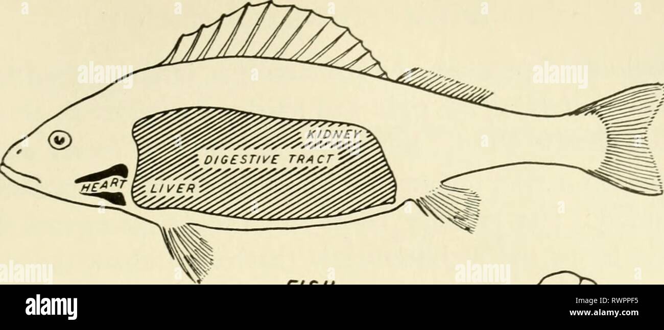 Peritoneal cavity hi-res stock photography and images - Alamy