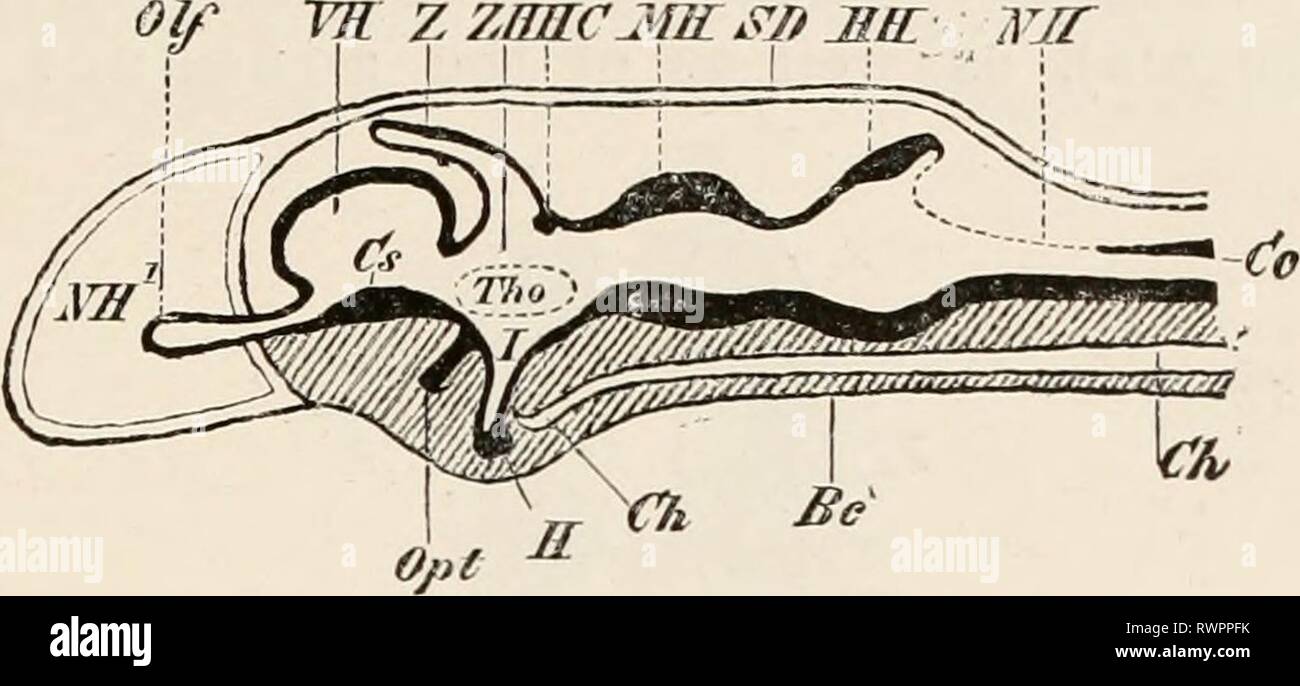 Elements of the comparative anatomy Elements of the comparative anatomy ...