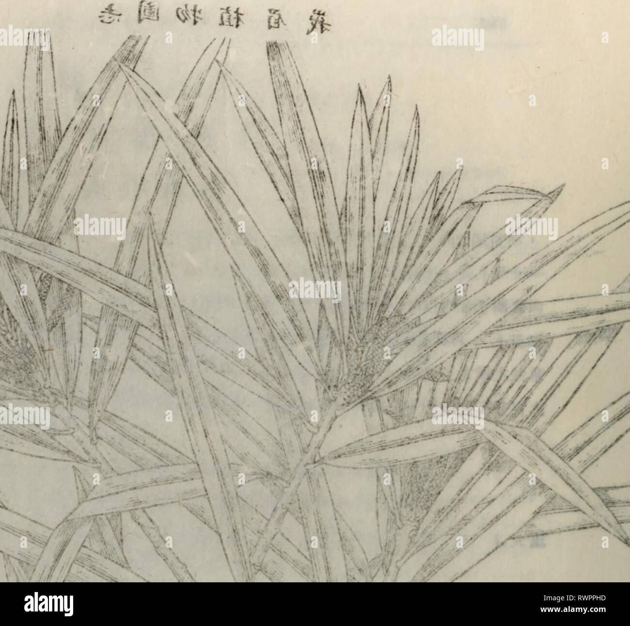 e mei zhi wu zhi Stock Photo - Alamy