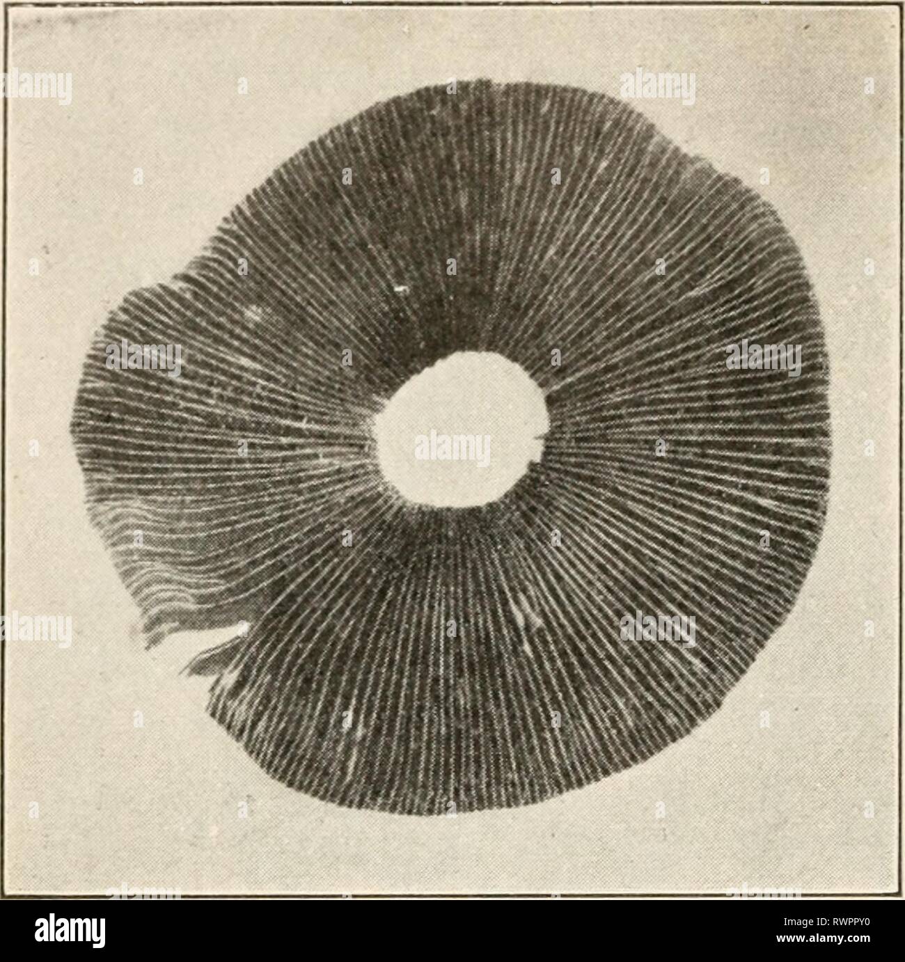 Spore human - dasedesigns