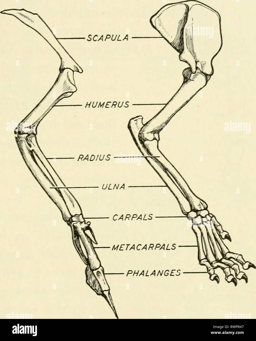 Homologous structures hi-res stock photography and images - Alamy