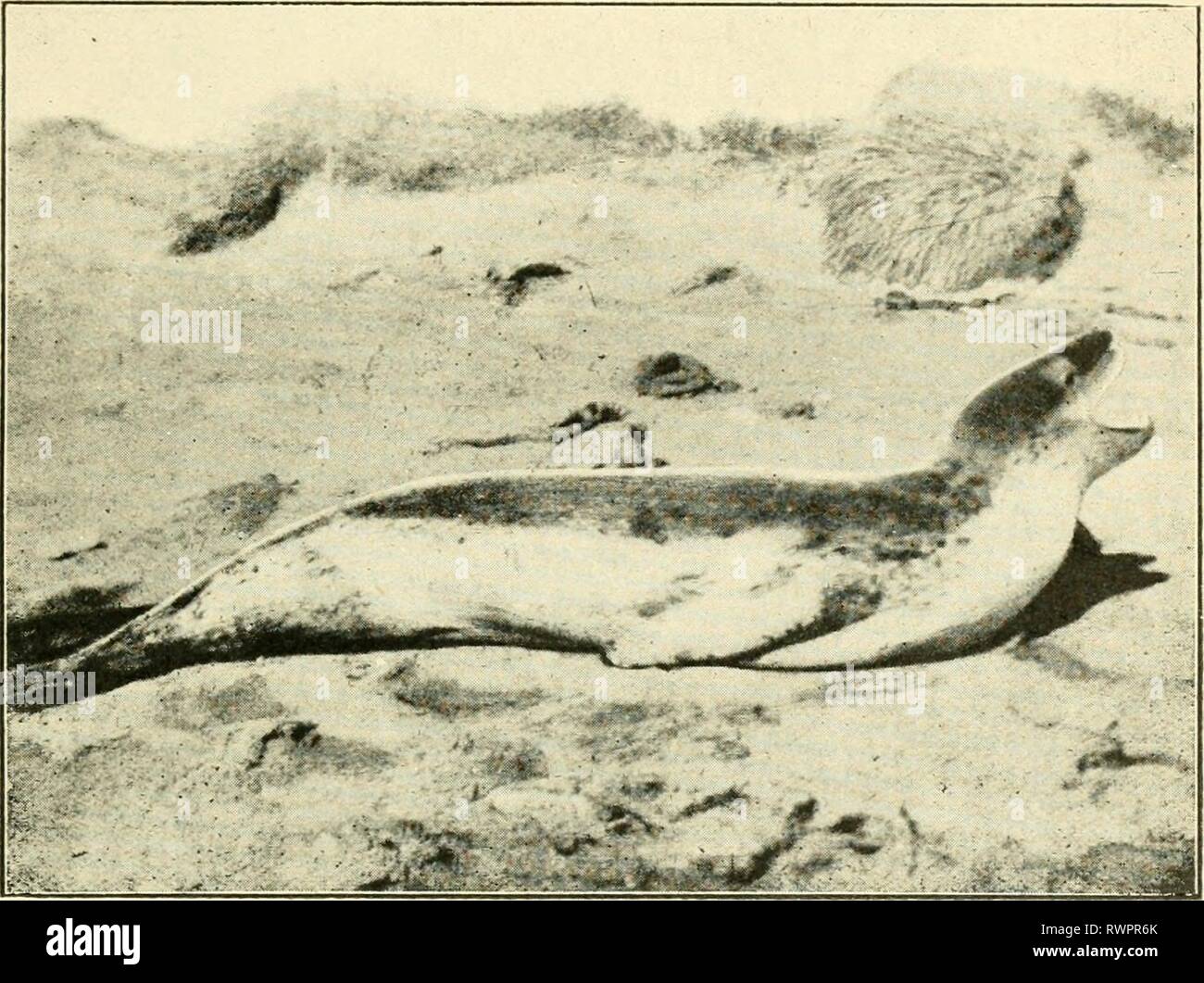 The Emu official organ Stock Photo - Alamy