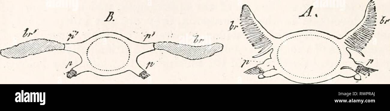 Organs diagrams hi-res stock photography and images - Alamy