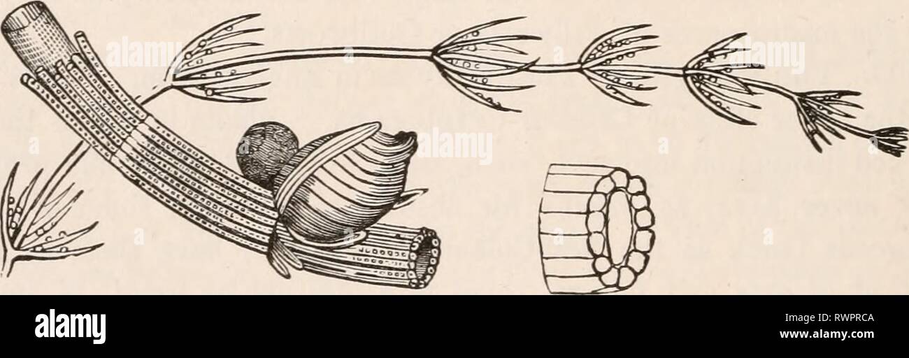 Thallophytes hi-res stock photography and images - Alamy
