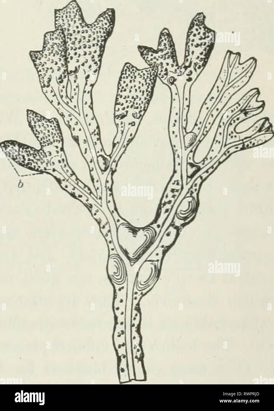 Antheridium hi-res stock photography and images - Alamy