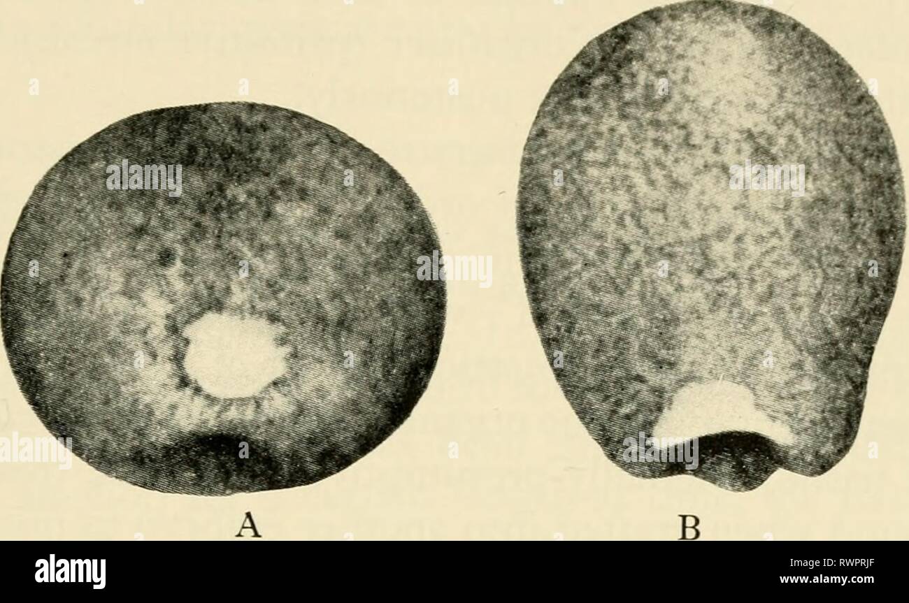The elements of experimental embryology Stock Photo - Alamy