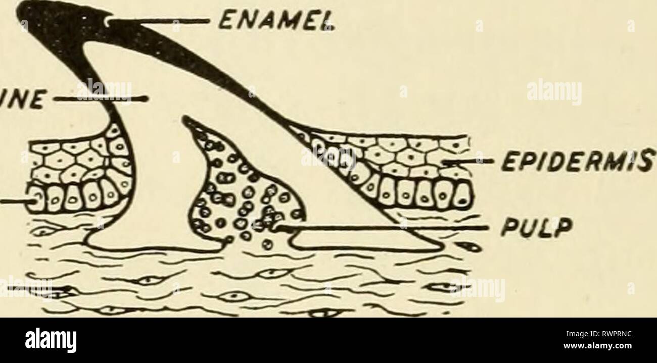 Placoid scale hi-res stock photography and images - Alamy