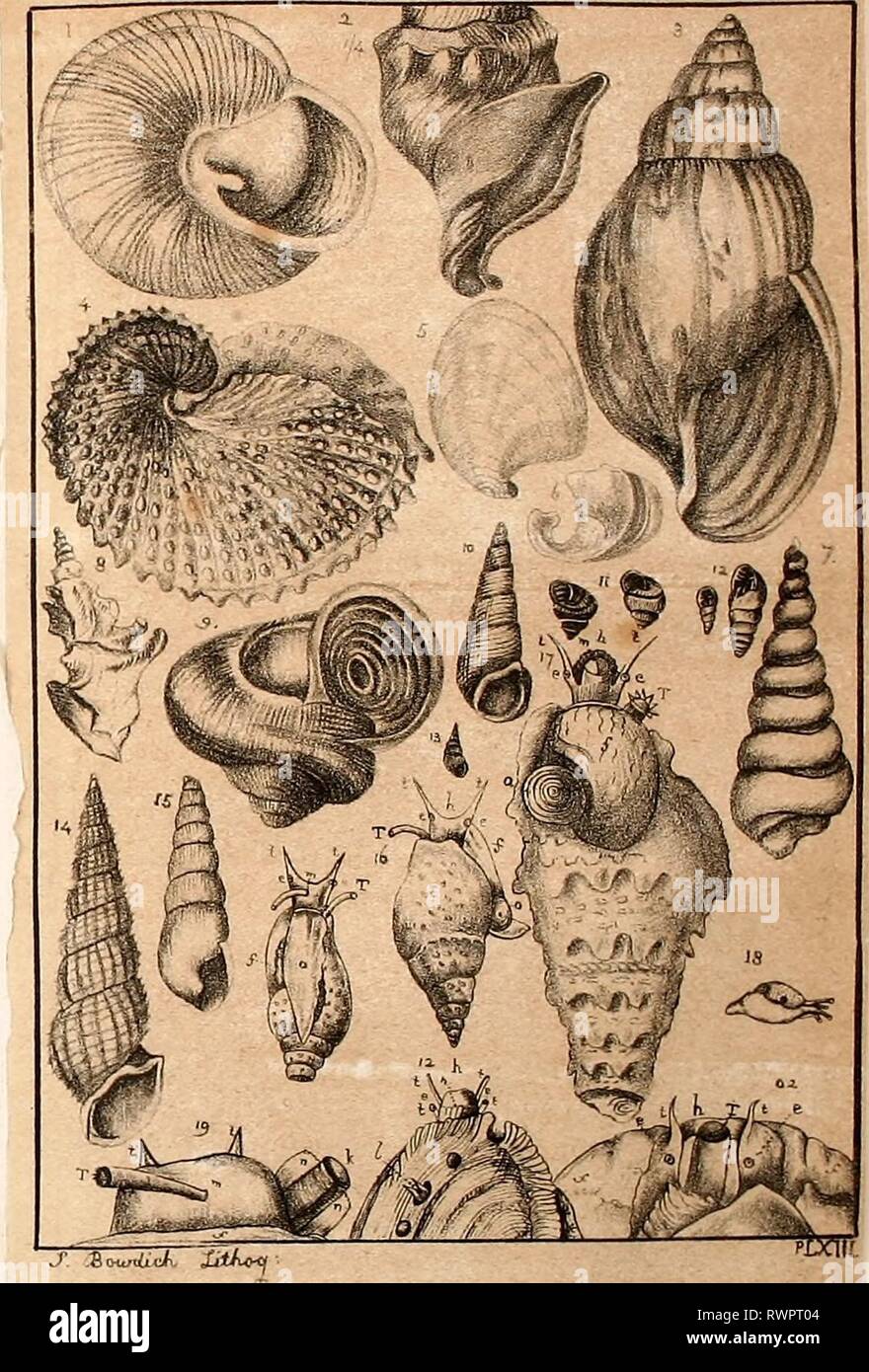 Cyclostoma hi-res stock photography and images - Alamy