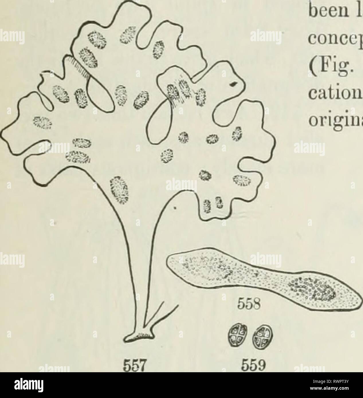 Thallophytes hi-res stock photography and images - Alamy
