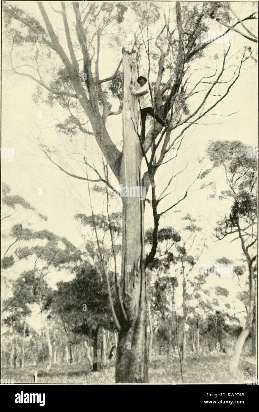 The Emu official organ Stock Photo - Alamy
