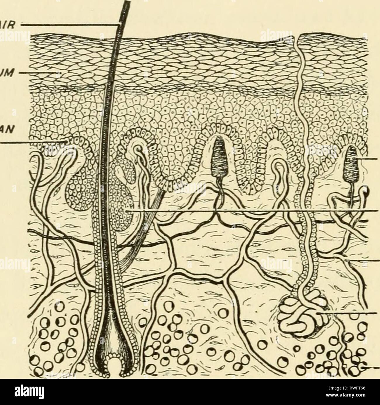 Exoskeleton human drawing hi-res stock photography and images - Alamy