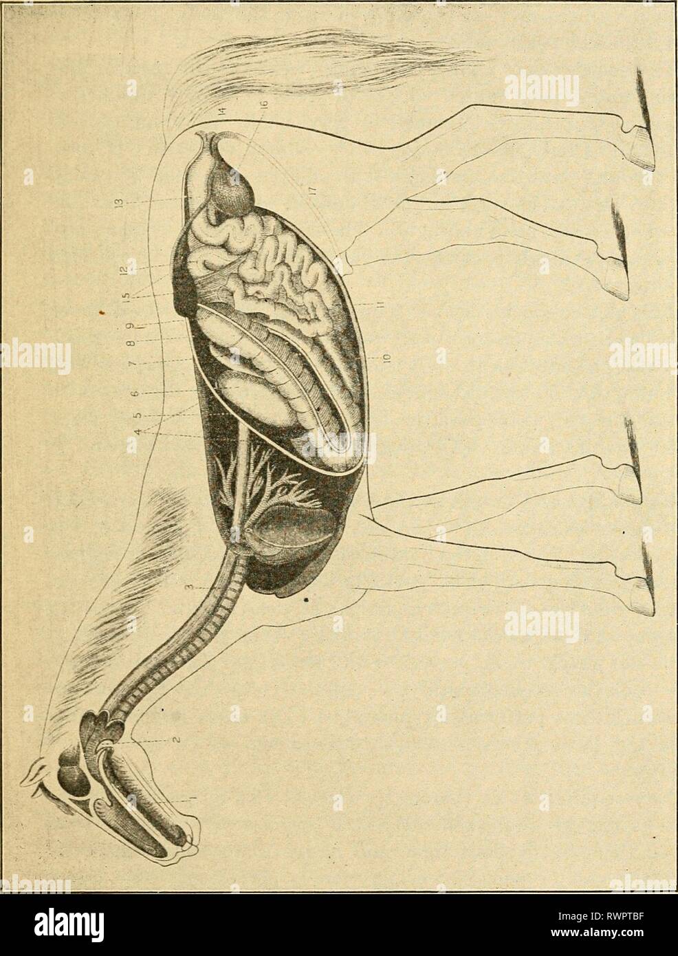Elements of hippology (1914 Stock Photo - Alamy