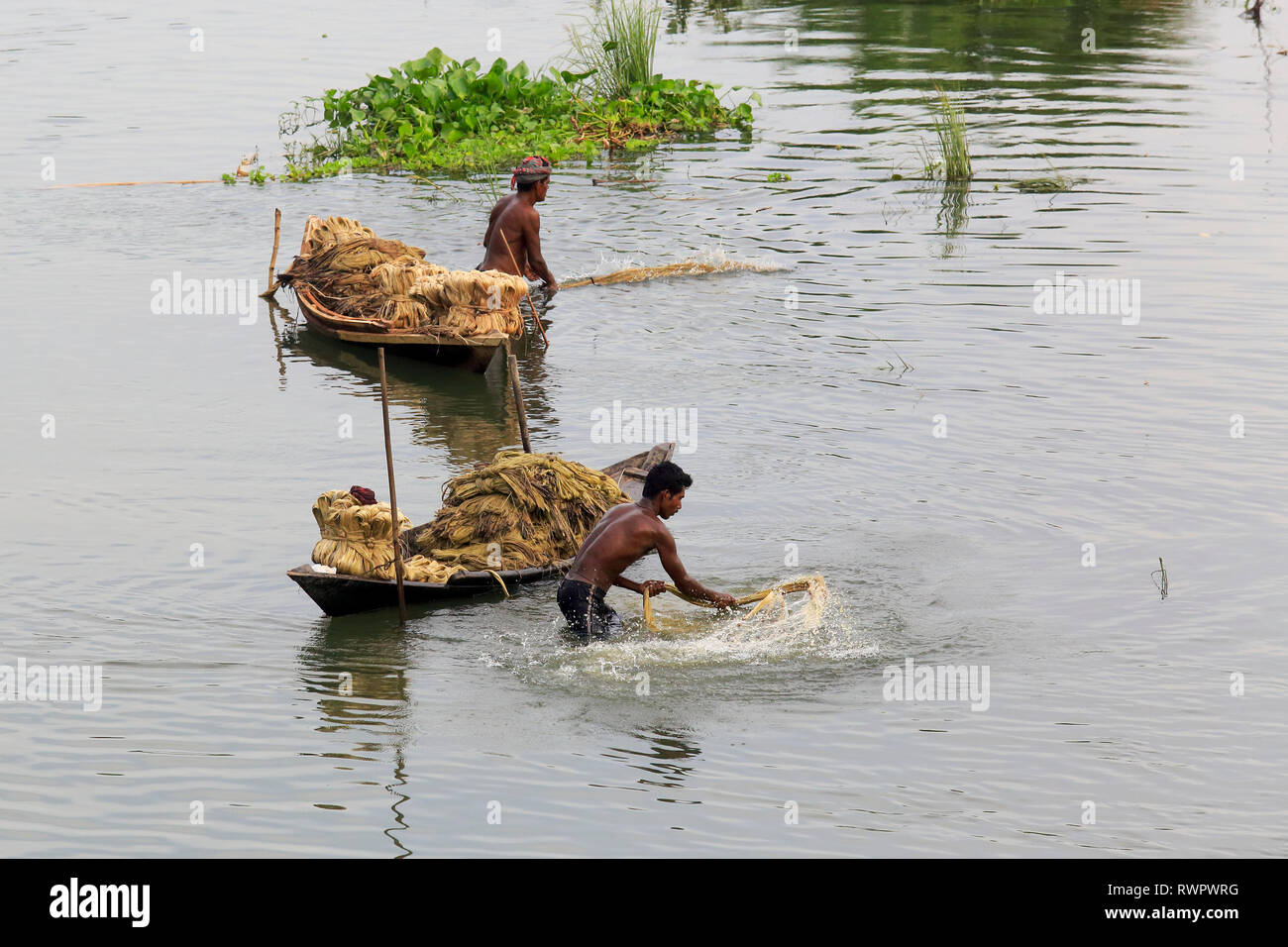 Farmers washing jute fibres in a marsh. Faridpur, Bangladesh Stock ...
