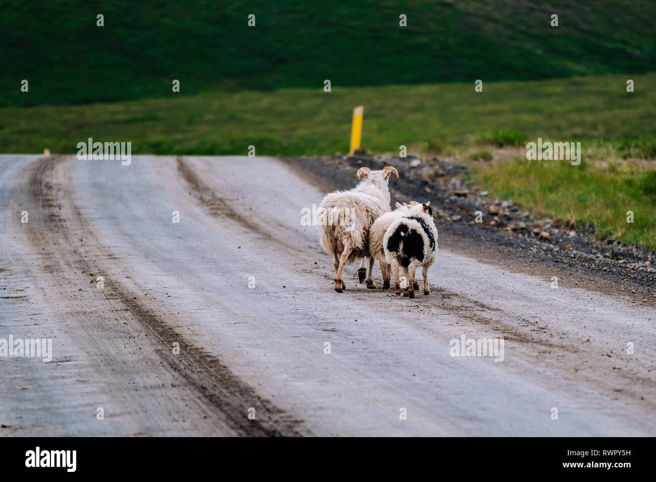 sheep crossing roads at Iceland Stock Photo - Alamy