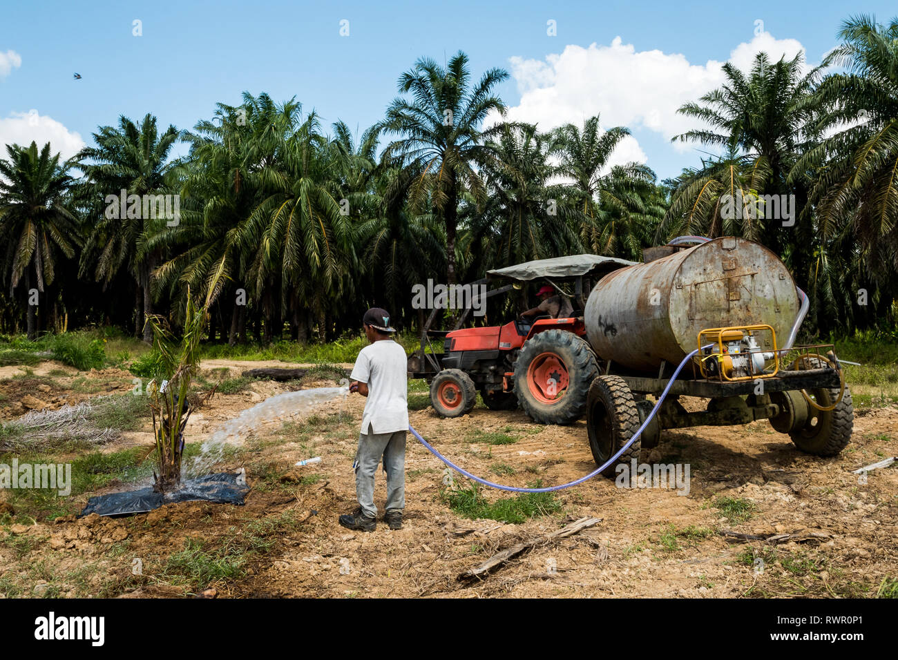 Newly planted palm tree watering activities in replanting areas during ...