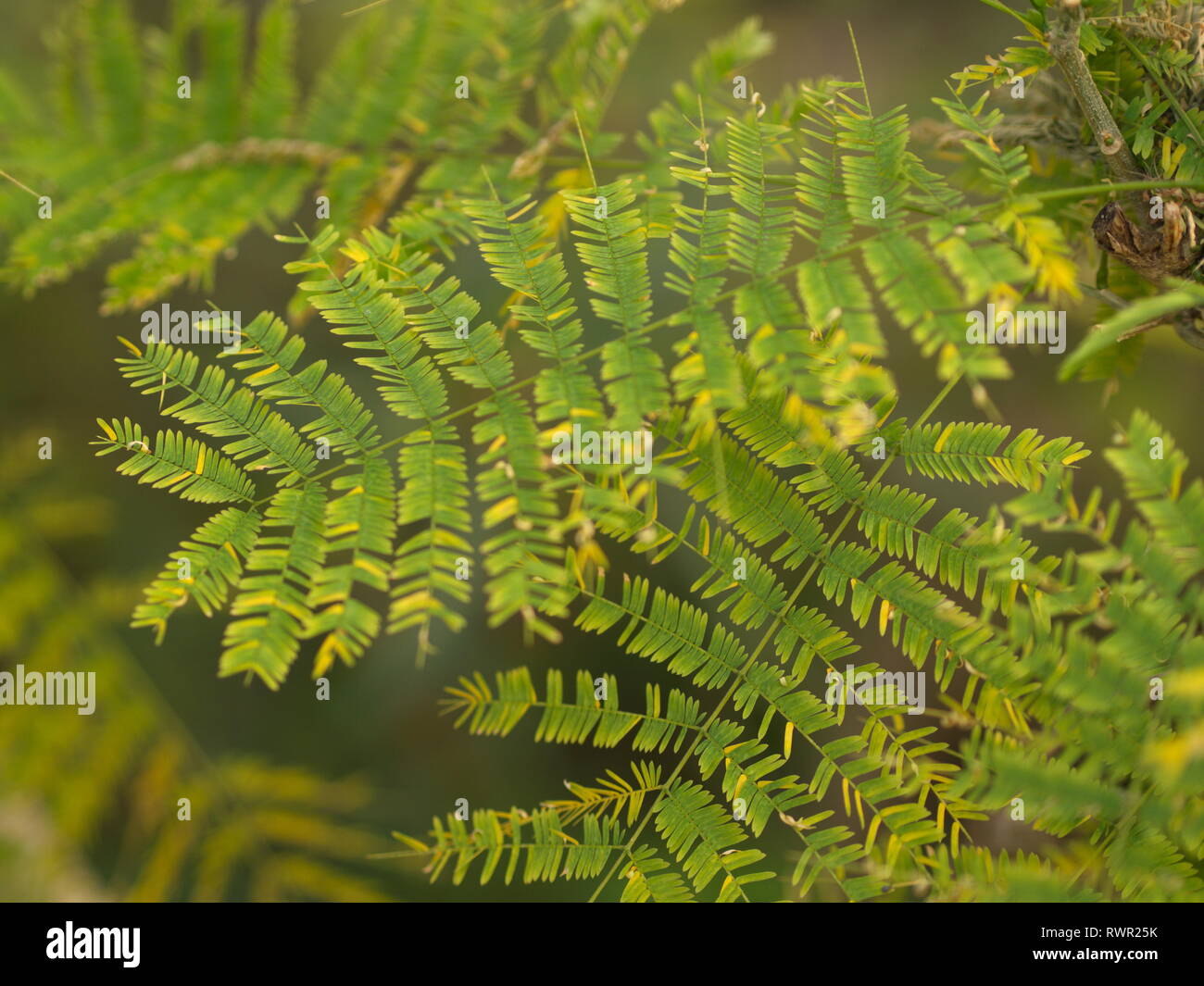 Leucaena leaf , Green Leaf Background, Green Concept for Organic Life ...