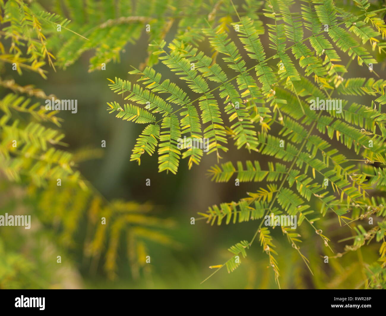 Leucaena leaf , Green Leaf Background, Green Concept for Organic Life ...