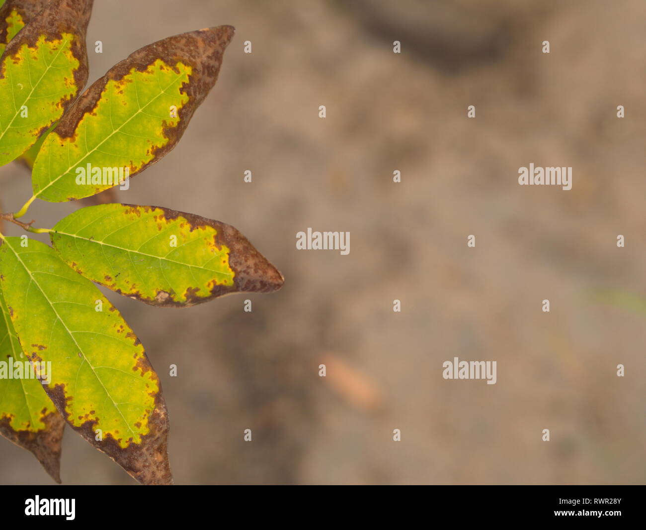 Burn leaf , Green Leaf Background, Green Concept for Organic Life Stock ...