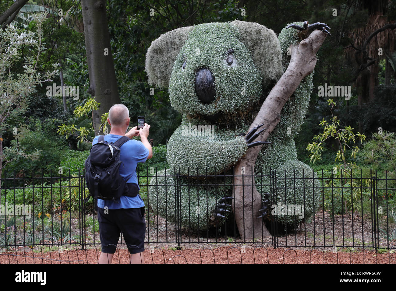 Giant topiary koala in the Royal Botanic Garden Sydney Stock Photo - Alamy