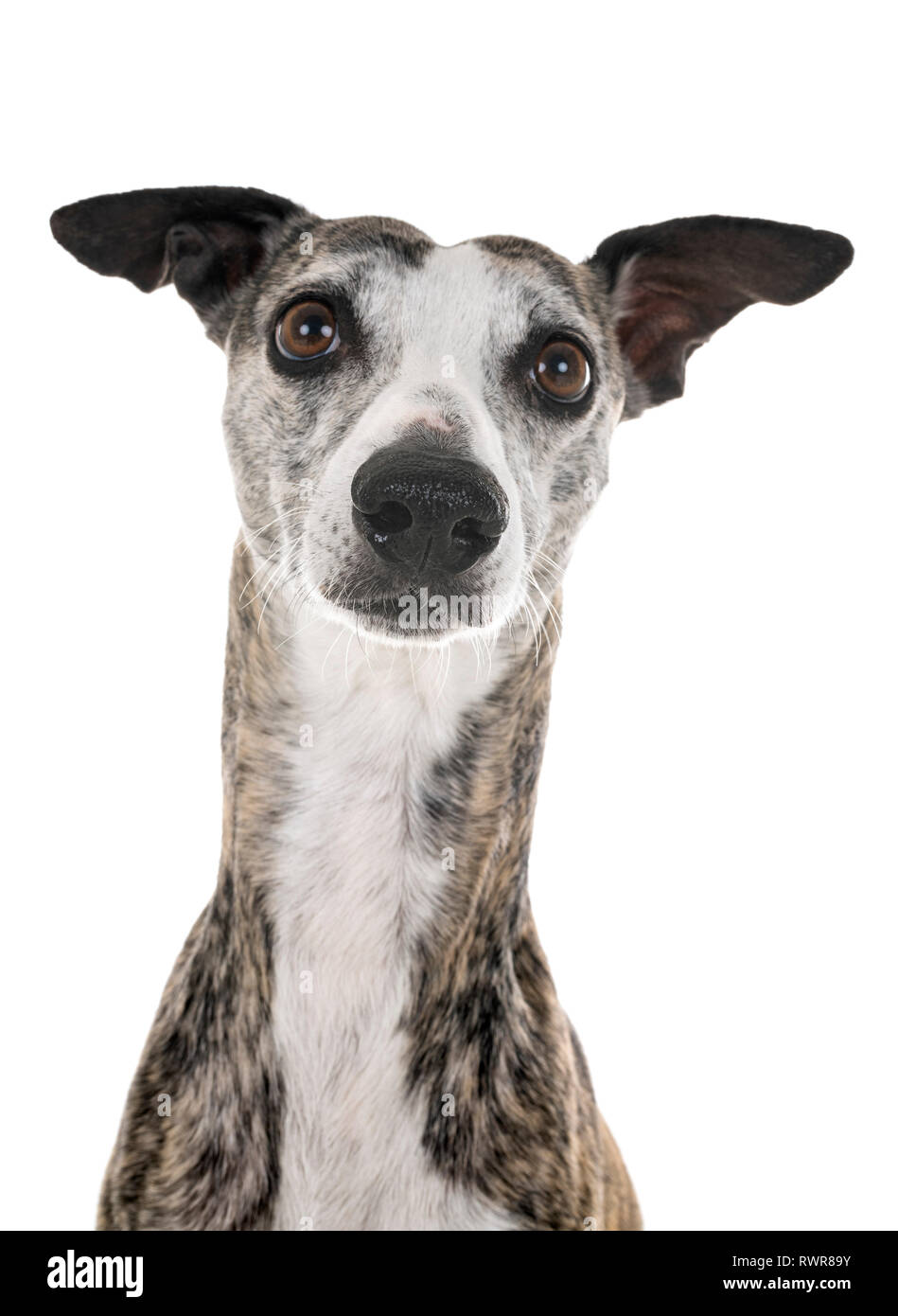 english whippet in front of white background Stock Photo - Alamy