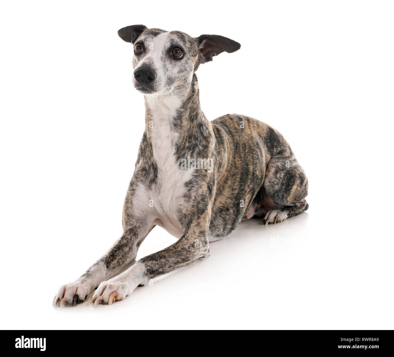 english whippet in front of white background Stock Photo - Alamy