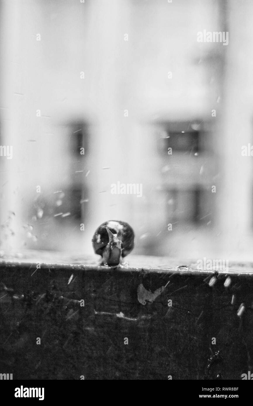 Close up of a snail slithering on a wallk, in the rain Stock Photo - Alamy