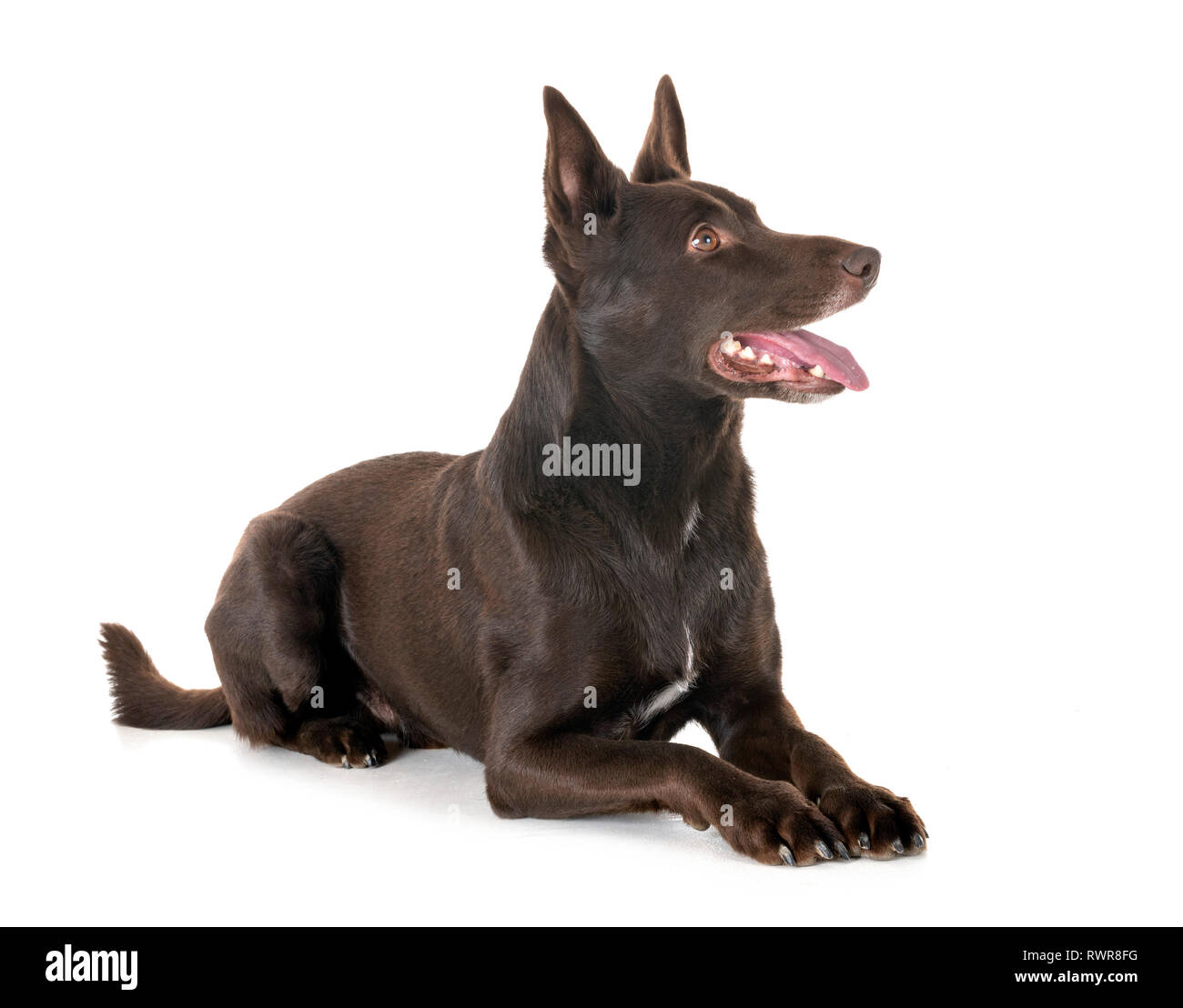 Australian Kelpie in front of white background Stock Photo - Alamy
