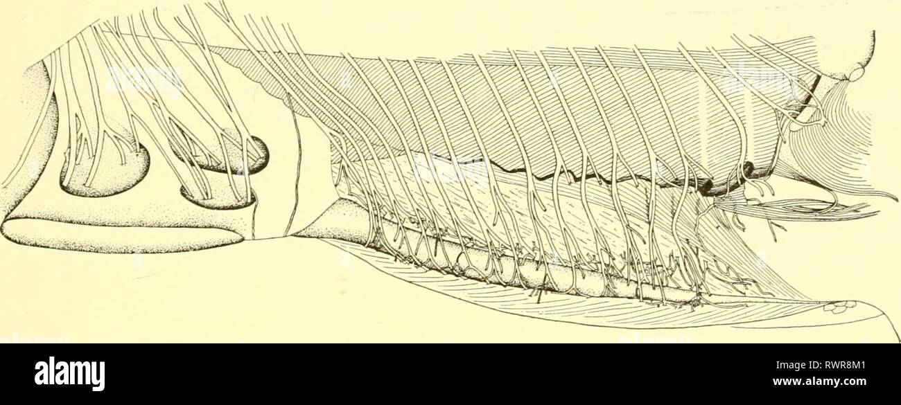 Dorsal root ganglion hi-res stock photography and images - Alamy