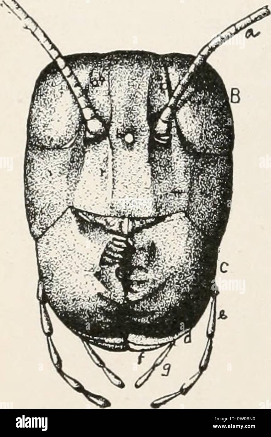 Ocelli ocellus compound eye hi-res stock photography and images - Alamy