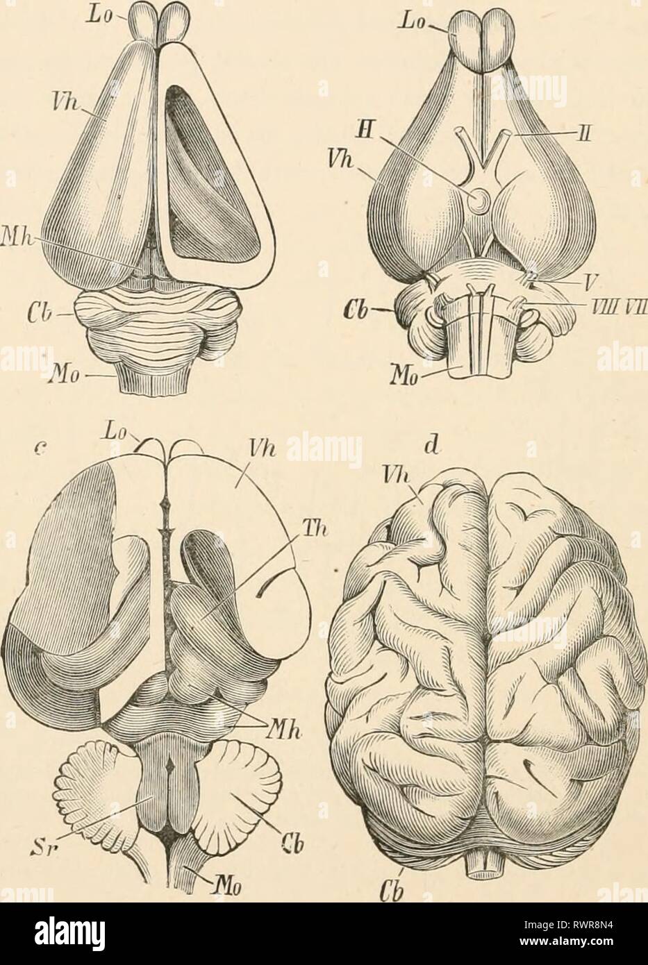 Hemi sphere hi-res stock photography and images - Alamy
