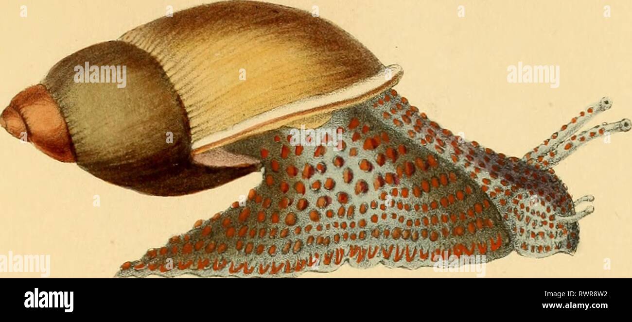 Bulimus hi-res stock photography and images - Alamy